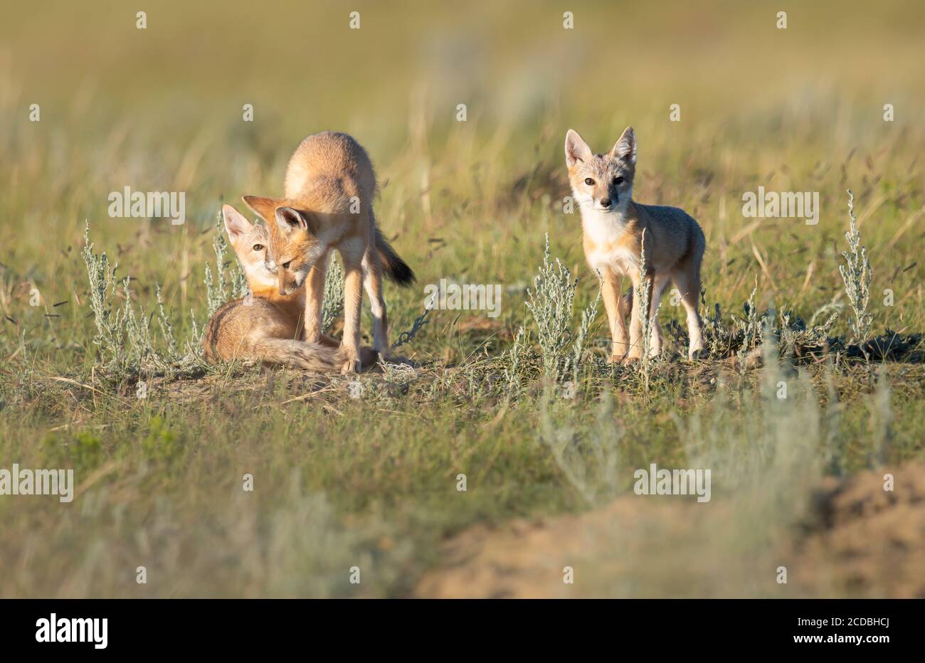 Swift fox kits in the Canadian wilderness Stock Photo - Alamy