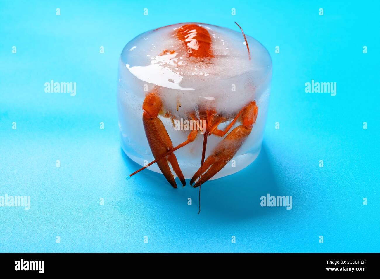ice cube with frozen shrimp on blue background Stock Photo - Alamy