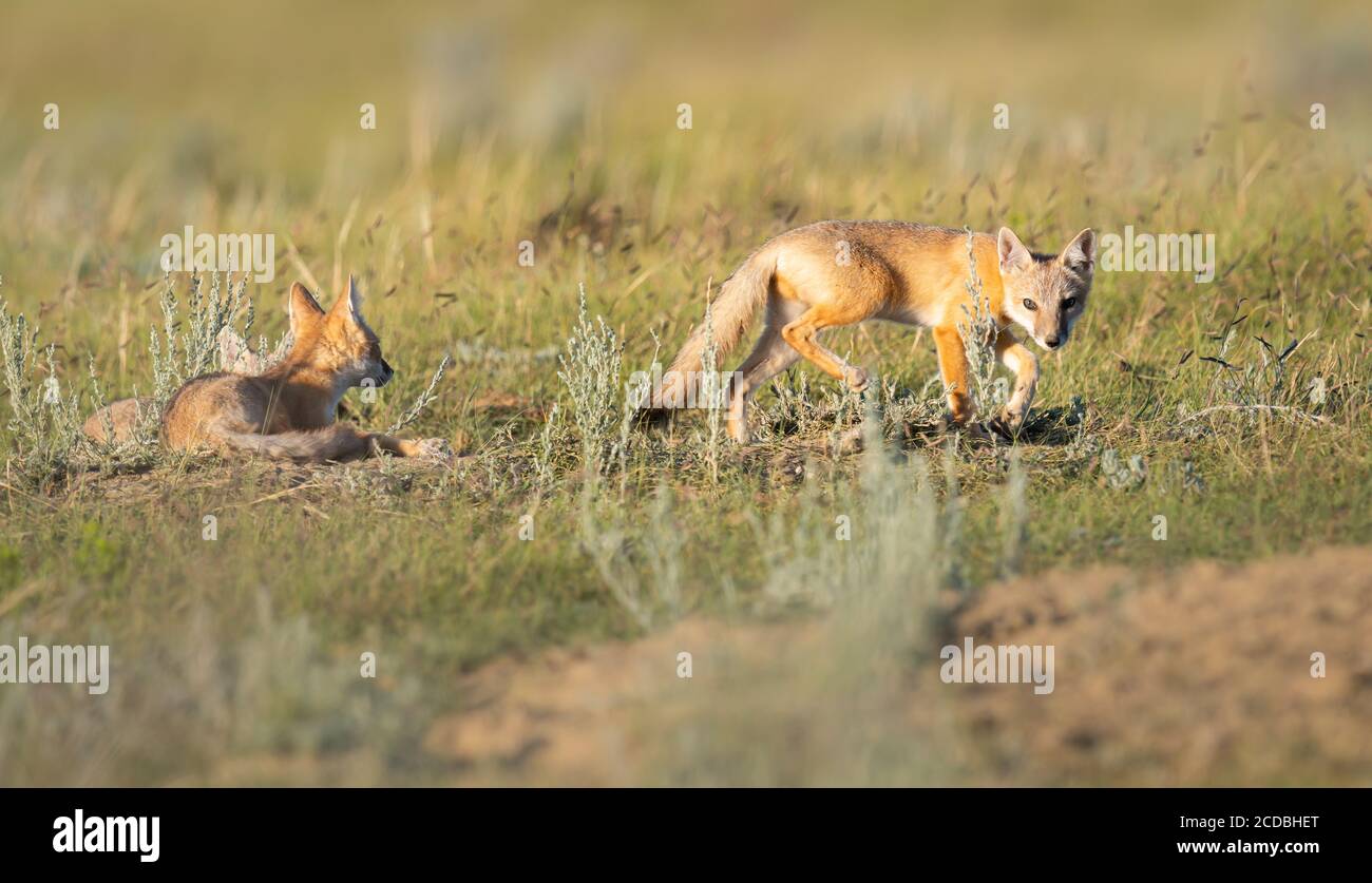 Swift fox kits in the Canadian wilderness Stock Photo - Alamy