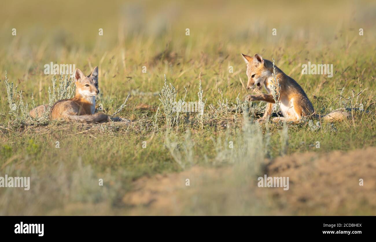 Swift fox kits in hi-res stock photography and images - Alamy
