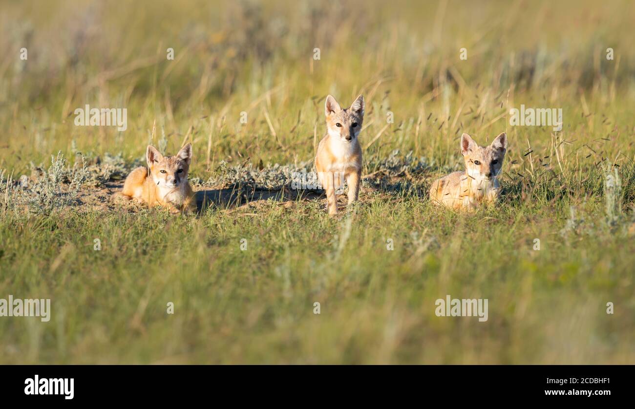 Swift fox kits in the Canadian wilderness Stock Photo - Alamy