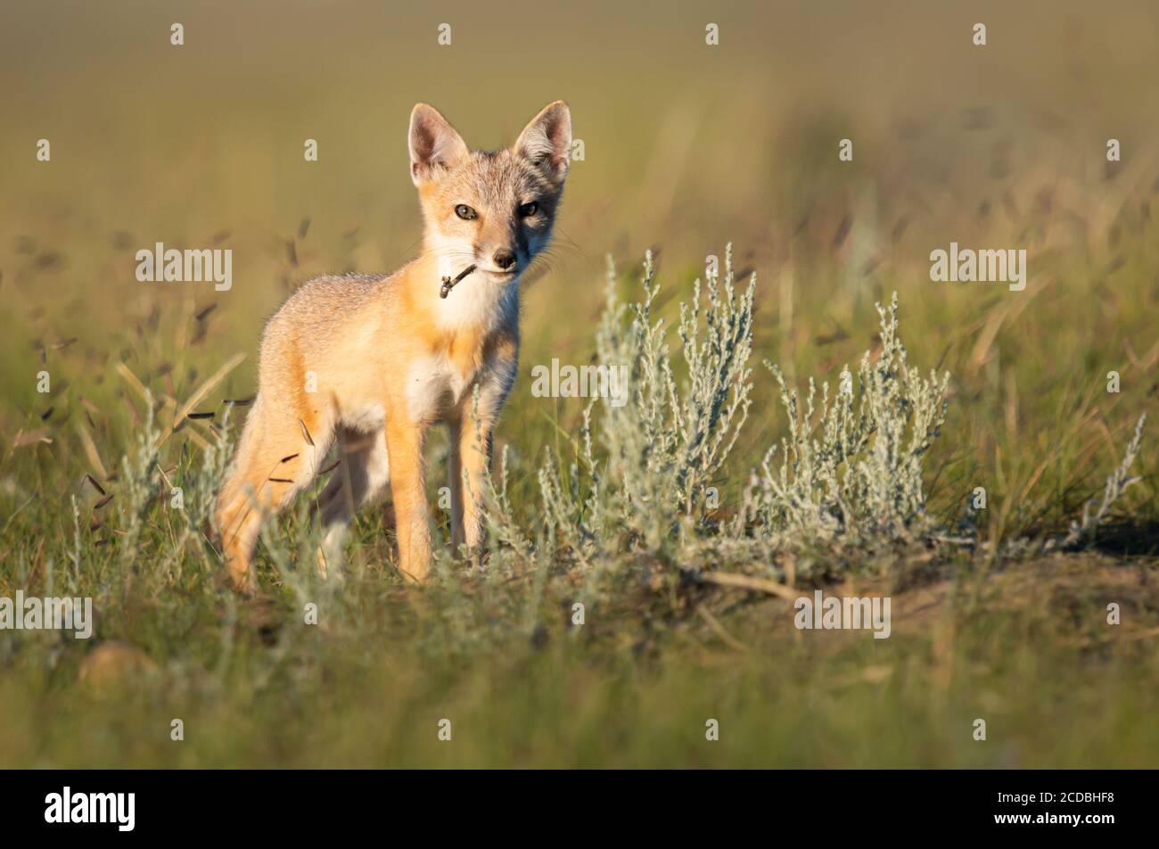 Swift fox kits in hi-res stock photography and images - Alamy