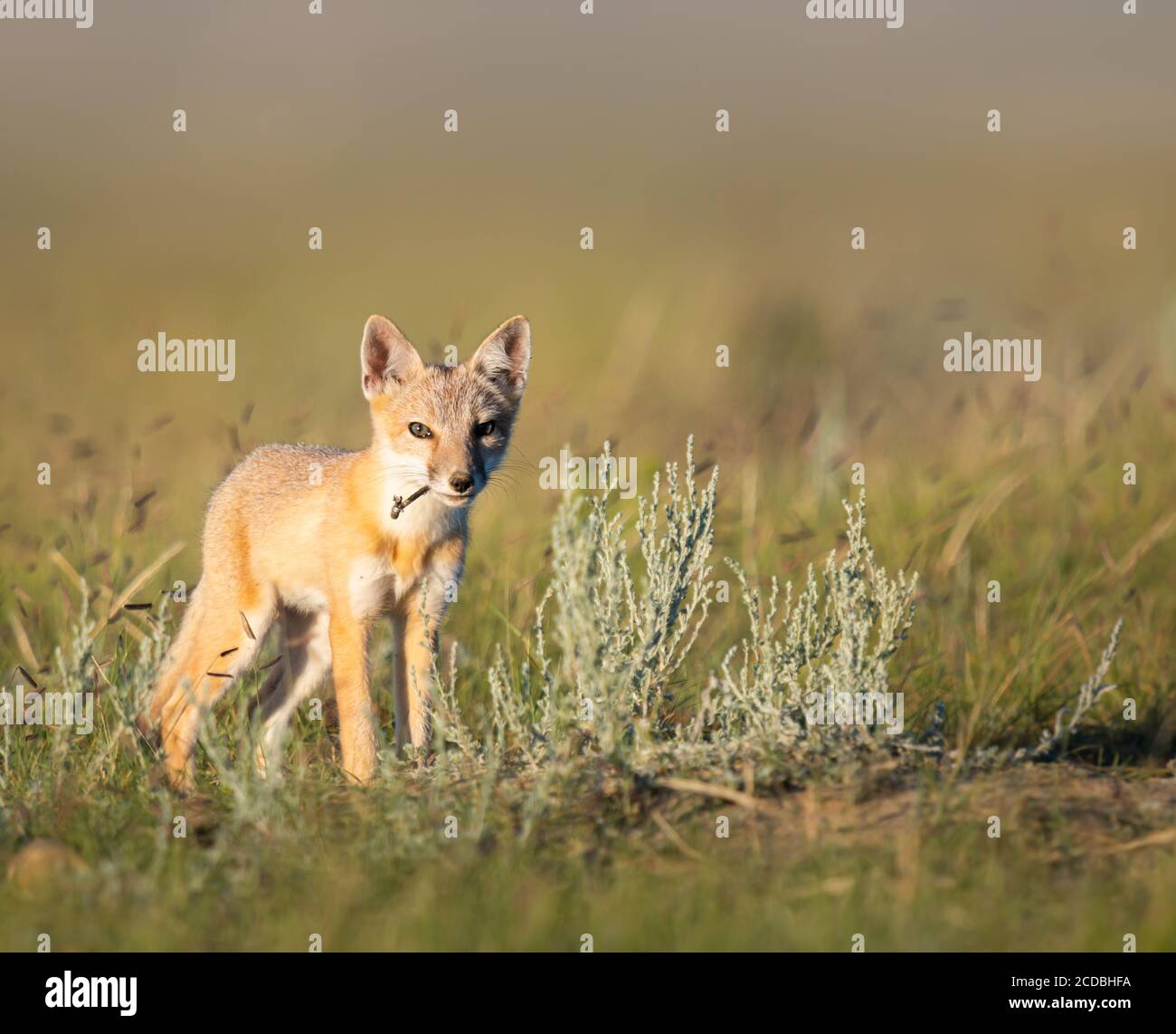 Sagebrush swift hi-res stock photography and images - Alamy