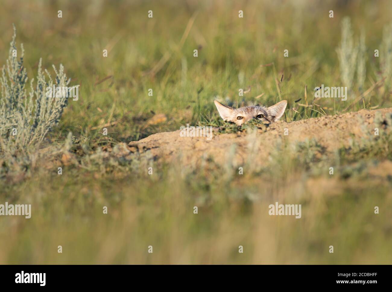 Swift fox kits in the Canadian wilderness Stock Photo - Alamy