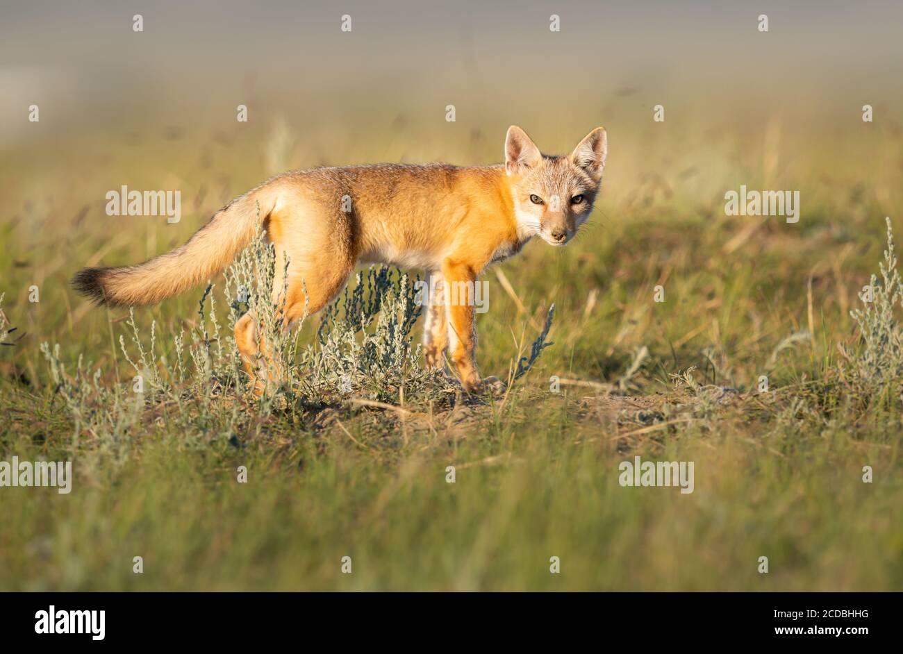 Swift fox kits in the Canadian wilderness Stock Photo - Alamy