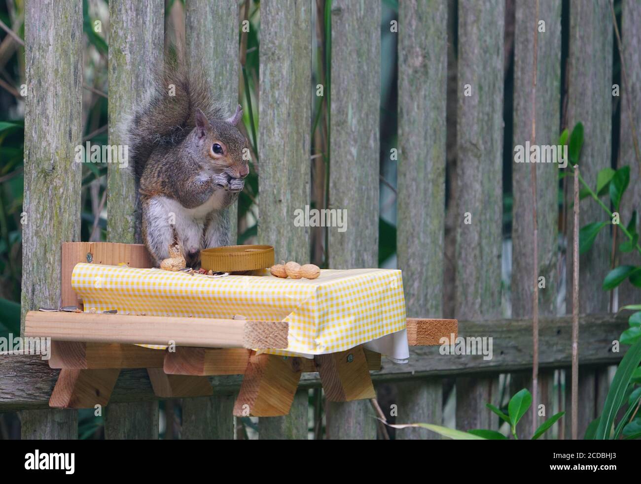 A gray squirrel eating at a backyard wooden picnic table for squirrels ...
