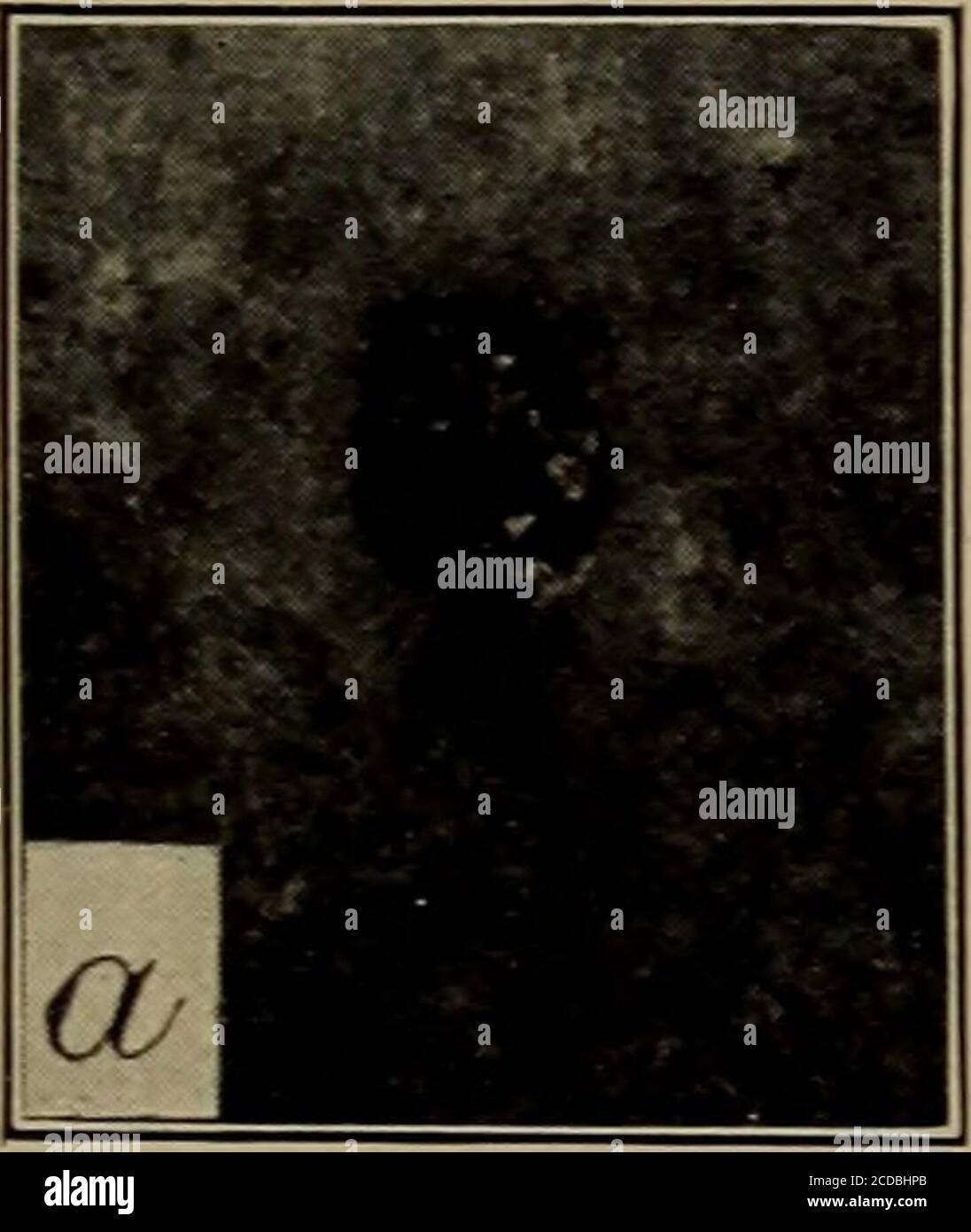 . The Codling Moth . Fig. 1.—Codling Moth Larva (Enlarged About 3 Times ...