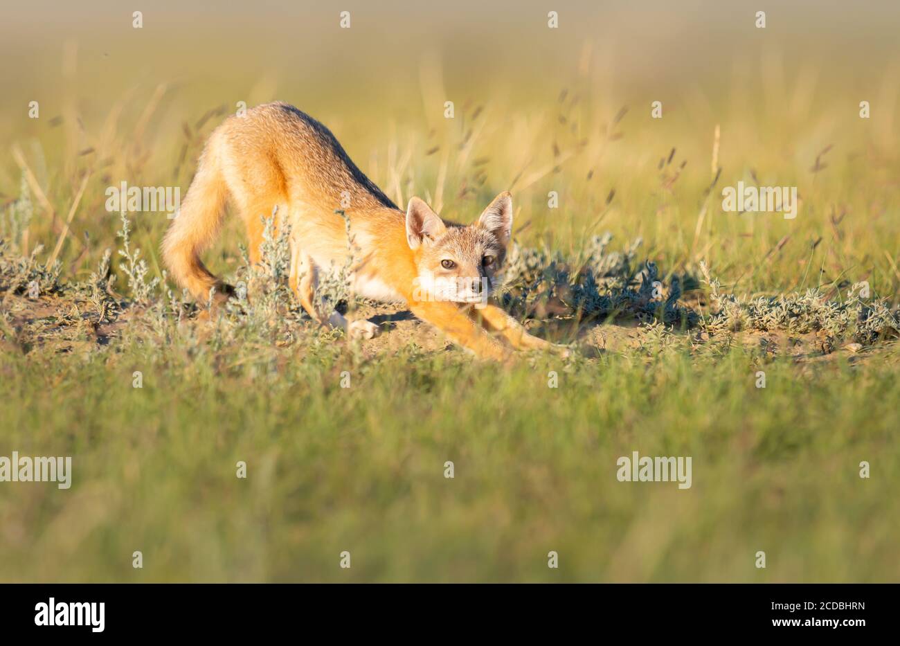 Swift fox endangered hi-res stock photography and images - Alamy
