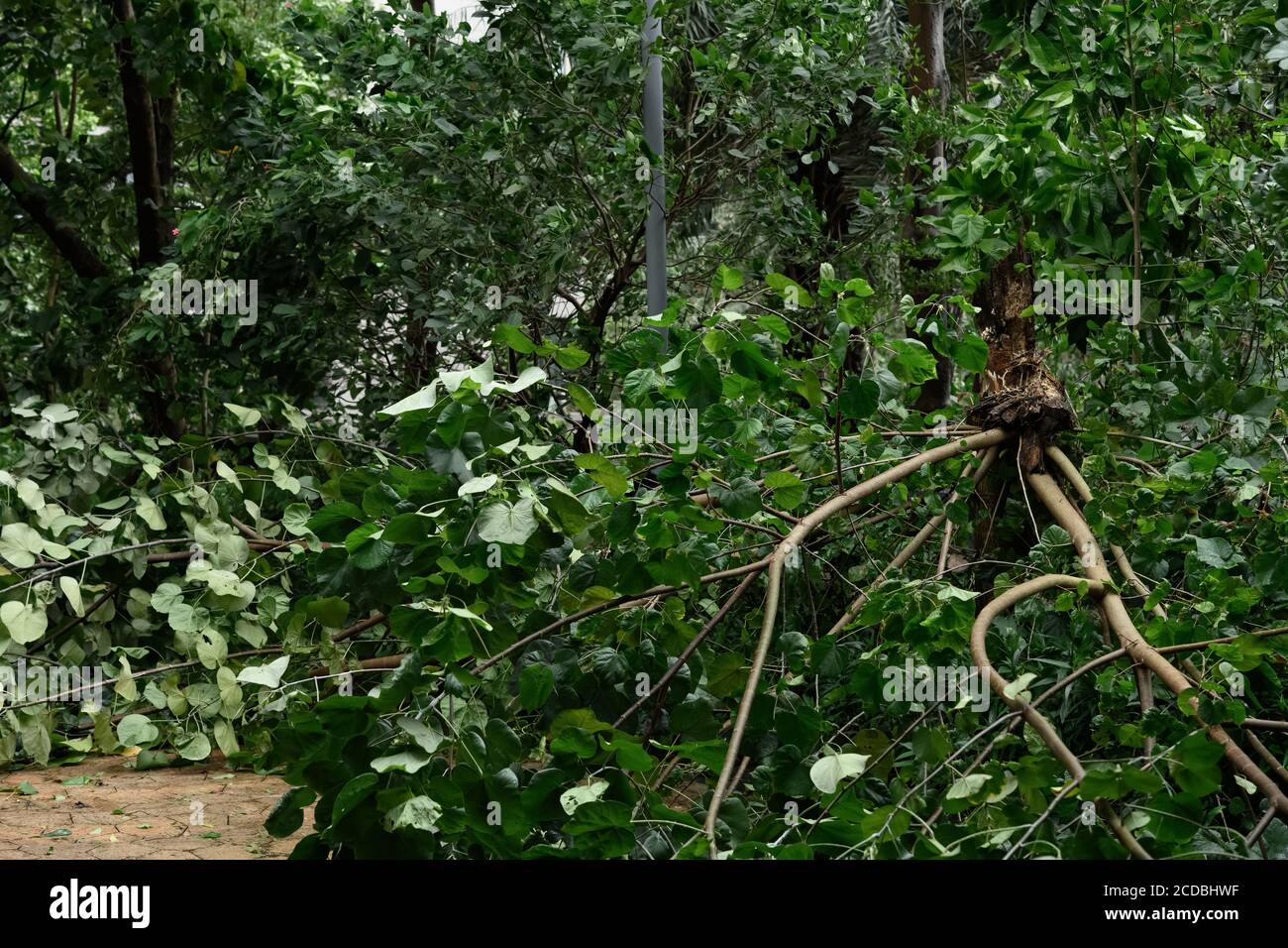 broken tree fell down after a strong storm went through Stock Photo - Alamy