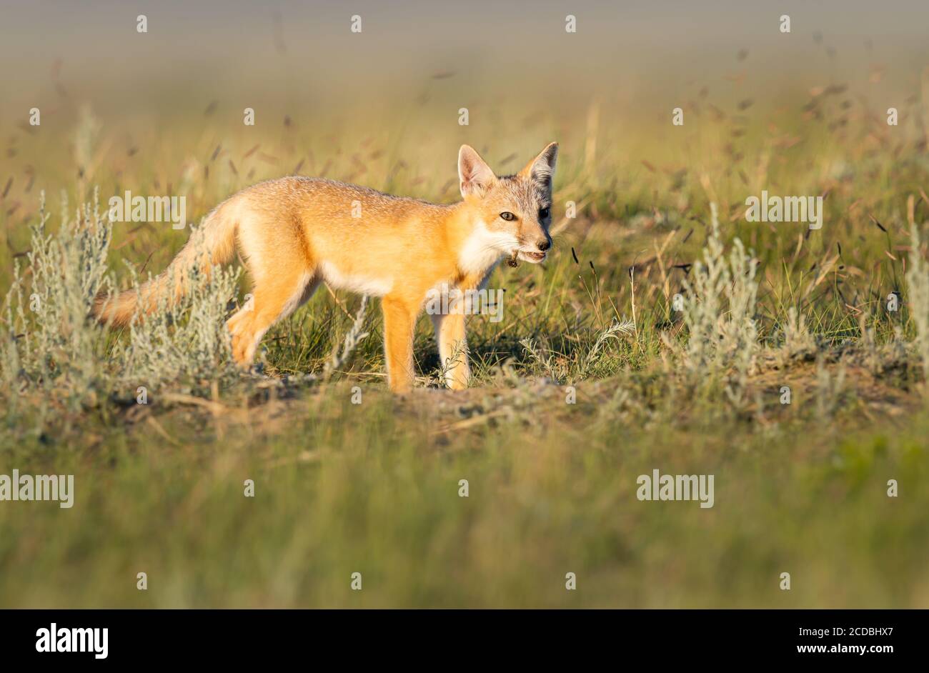 Swift fox kits in the Canadian wilderness Stock Photo - Alamy