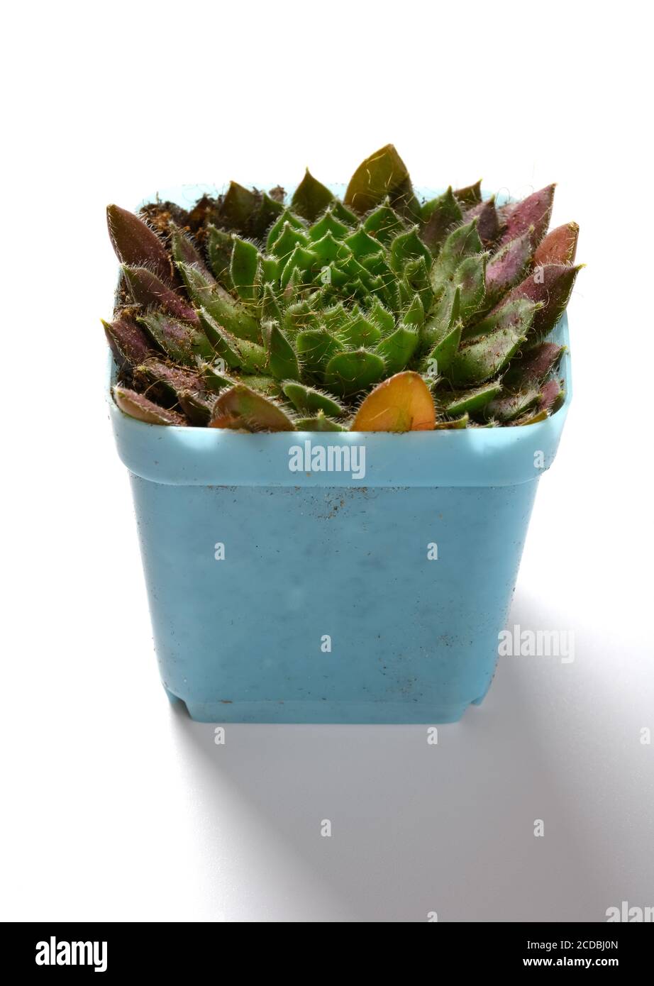 side view pot of faded succulent plant on white Stock Photo - Alamy