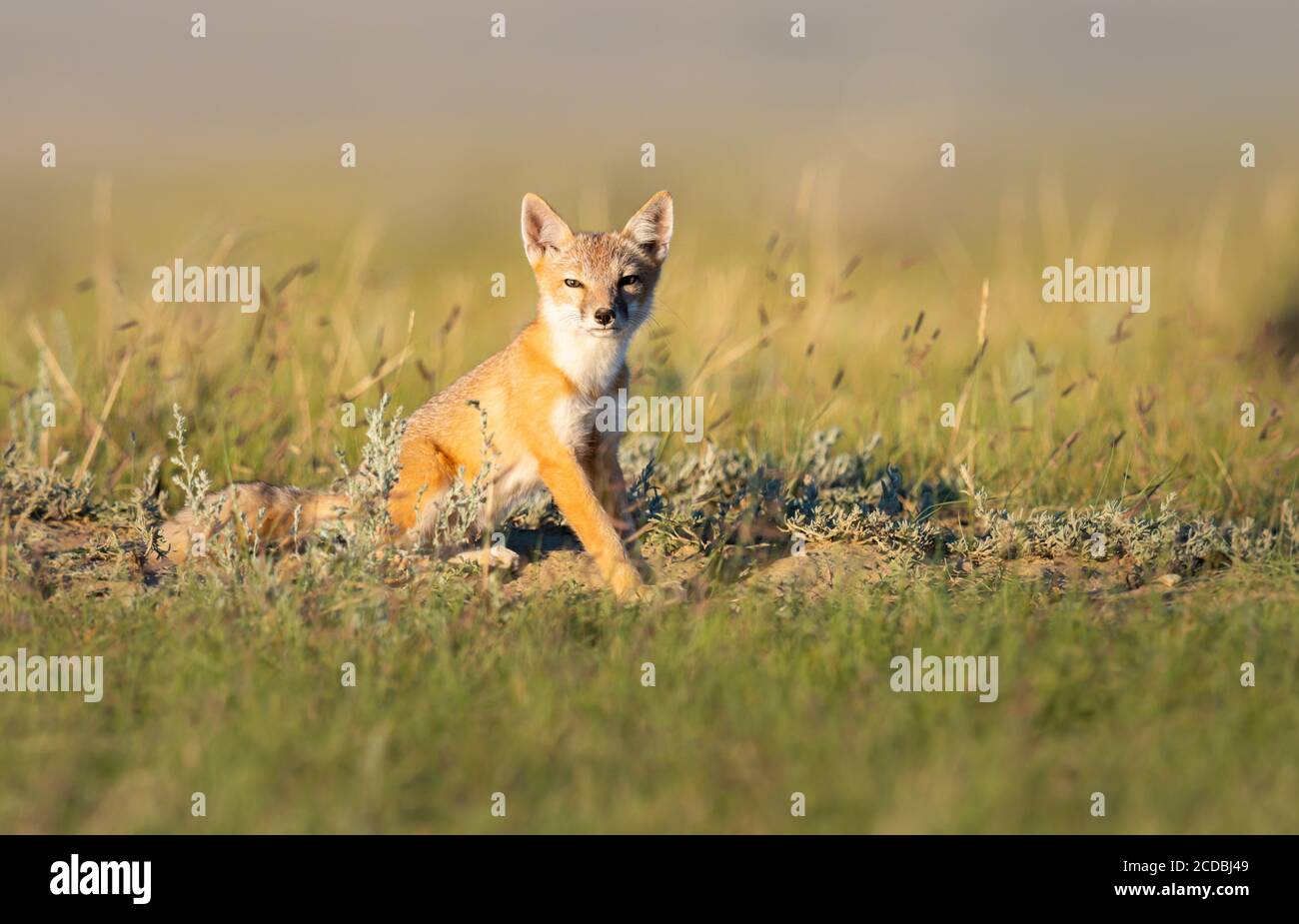 Swift fox kits in the Canadian wilderness Stock Photo - Alamy
