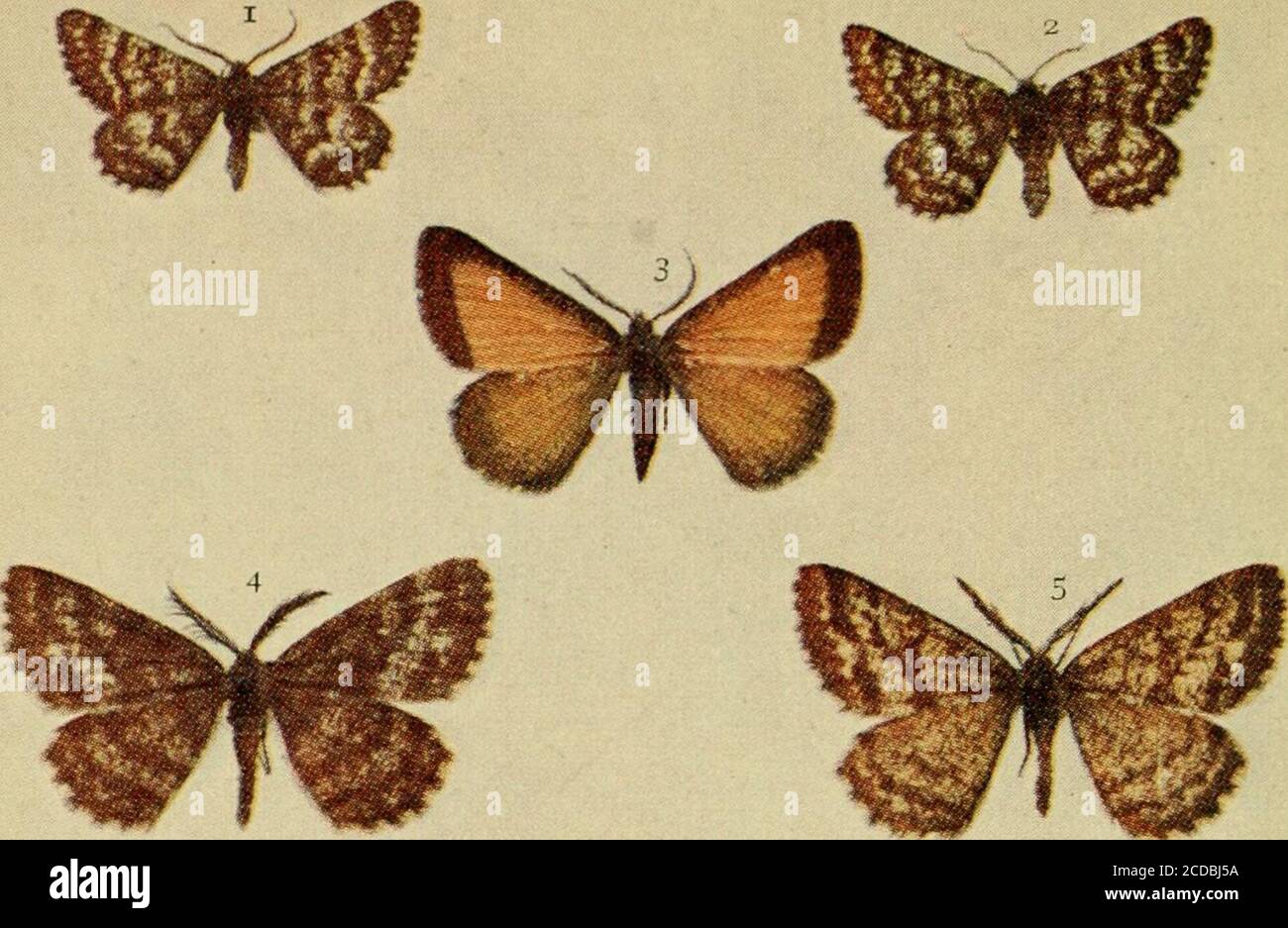 . The moths of the British Isles . 3 (X. 2 //. 140. 1. Hopse Chestnut ...