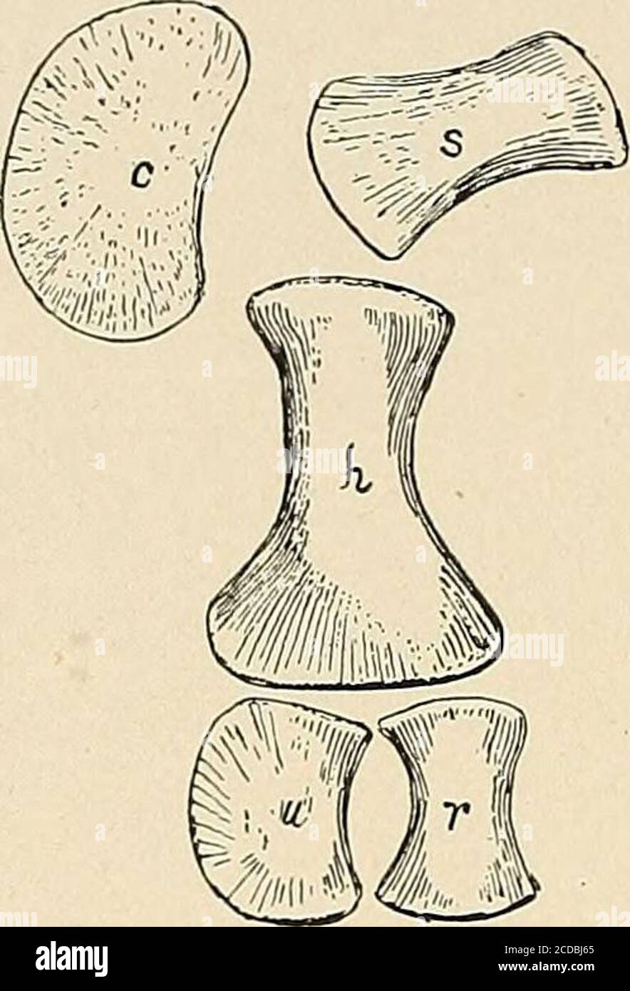 . Water reptiles of the past and present . Fig. 83.—Dorsal ver-tebra of ...