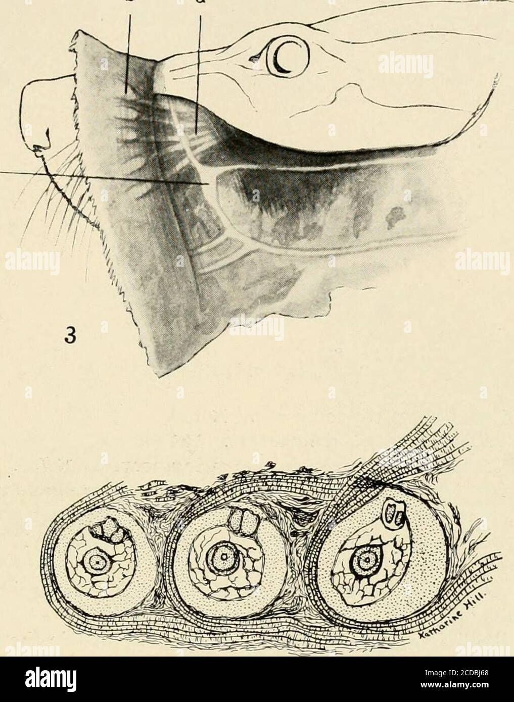 . Journal of comparative neurology . 31 P].ATE 3 EXPLANATION OF FIGURES ...