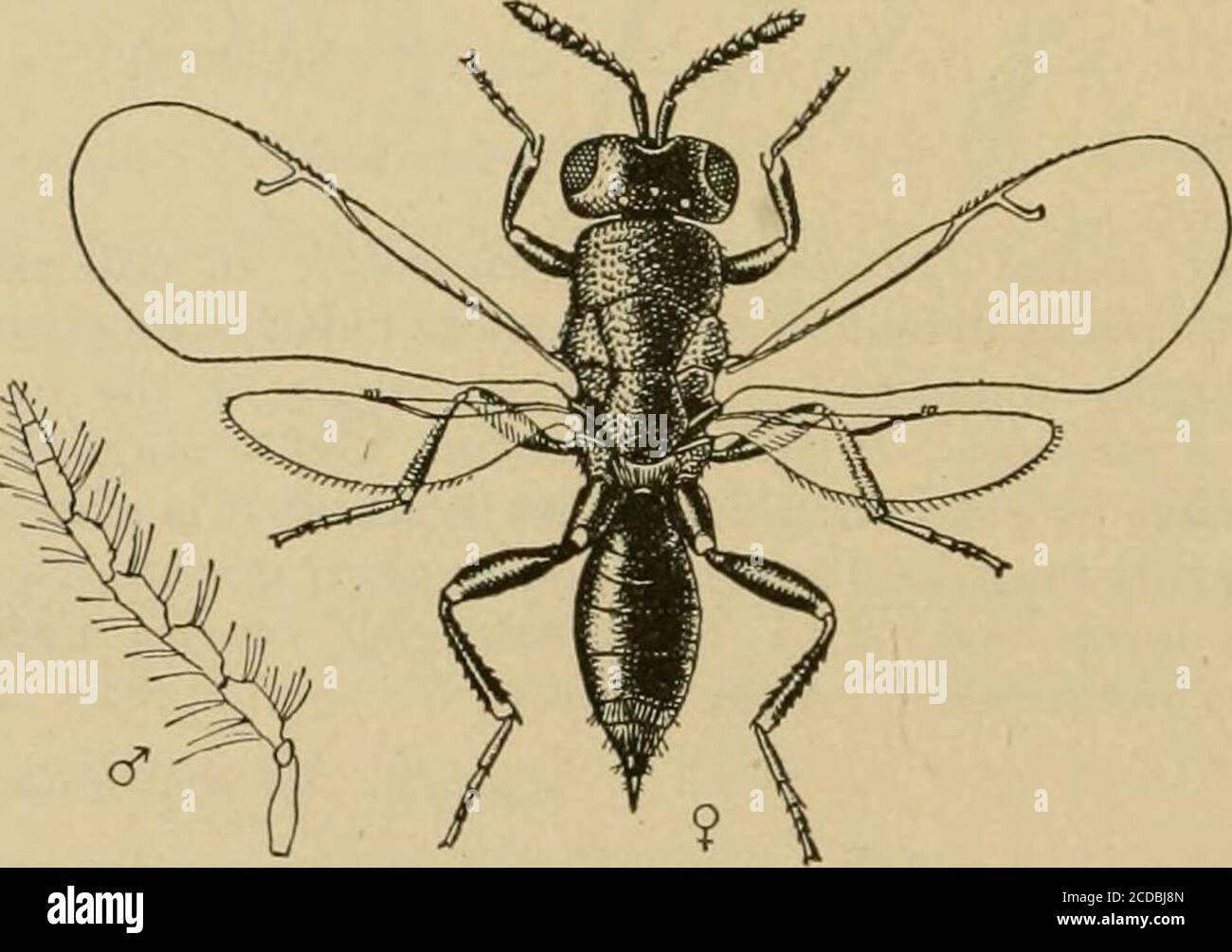 Prevent vigorous growth hi-res stock photography and images - Alamy