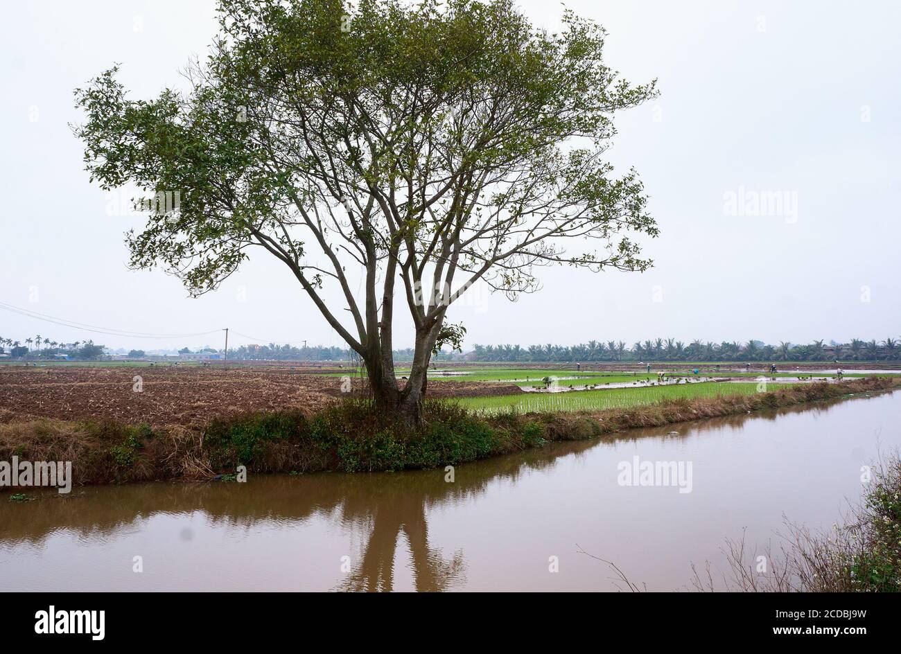 Terraced rice field inside fog and morning ray in Mu Cang Chai Vietnam ...