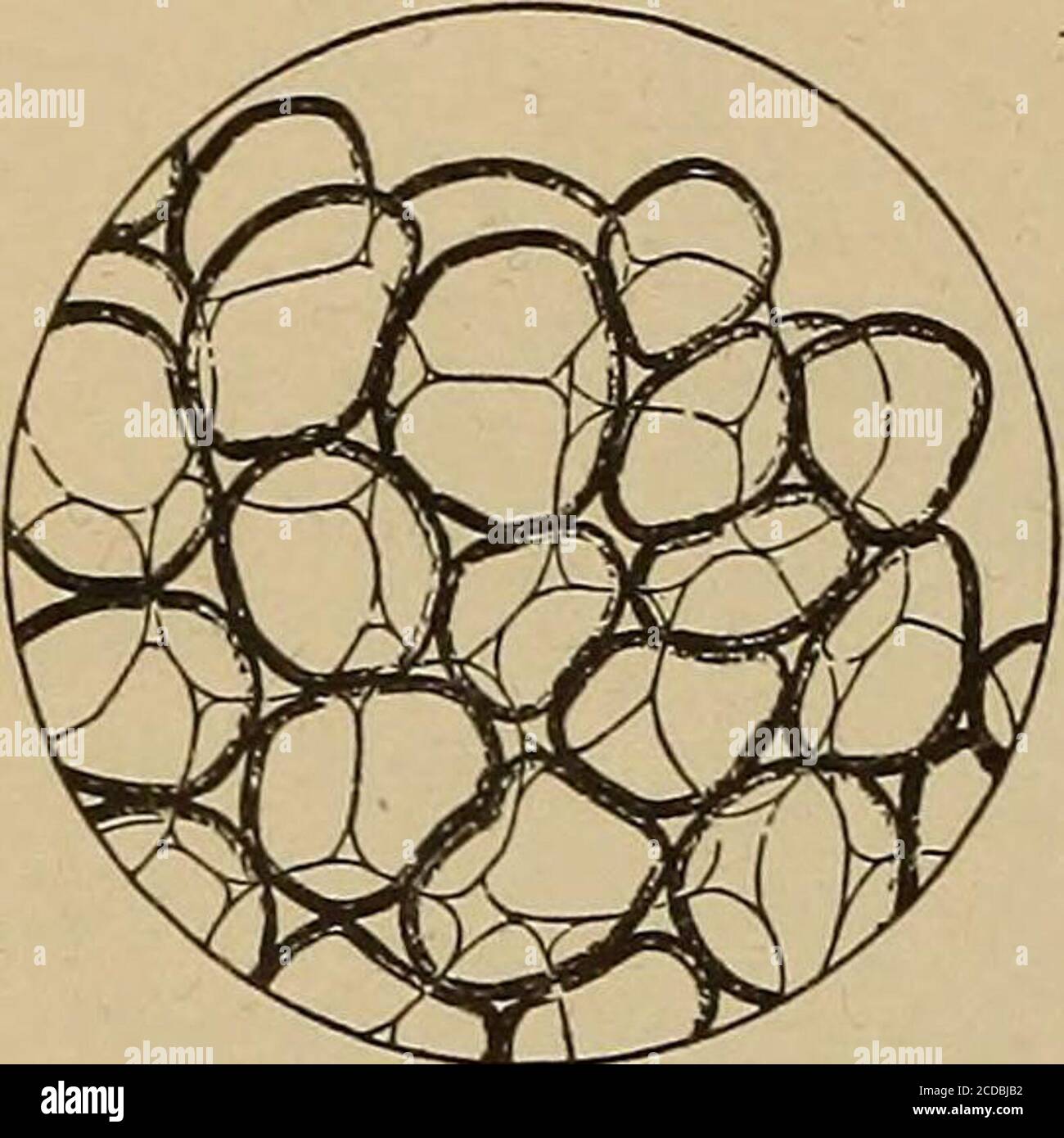 Fatty acids in soap form hi-res stock photography and images - Alamy