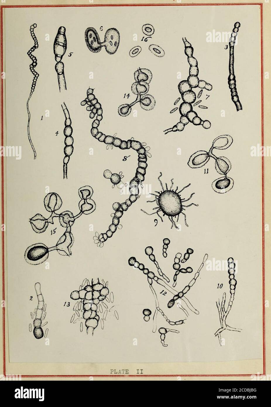 . Two sooty molds occurring on the mango in Porto Rico . MWEBSHY y ...