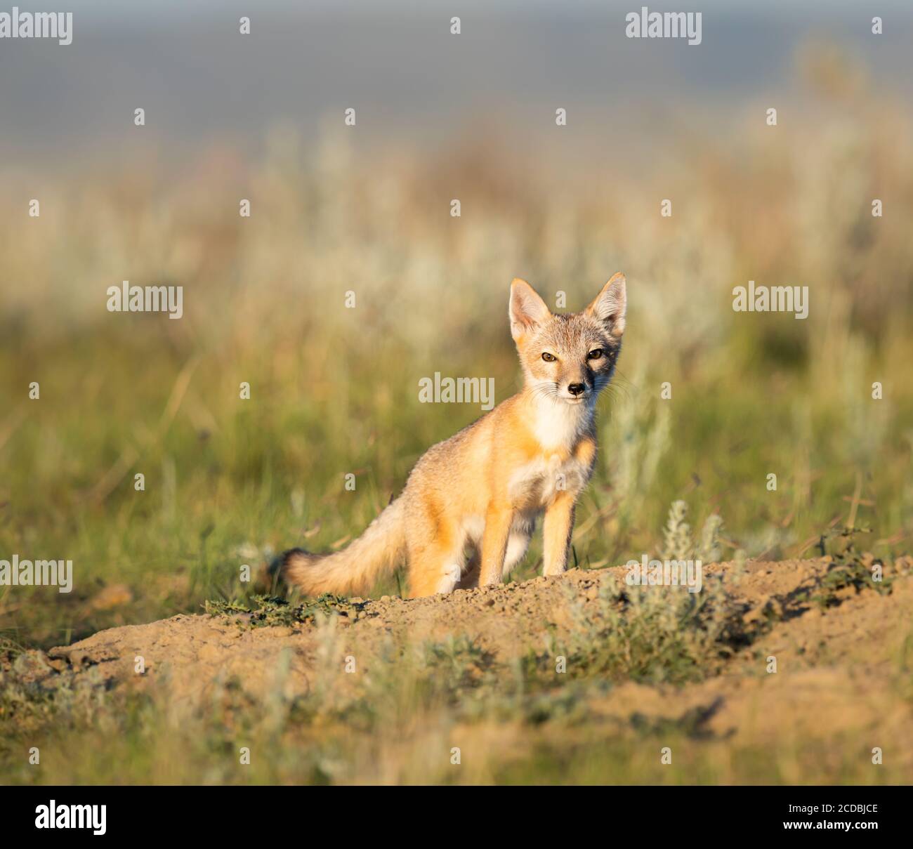 Swift fox kits in the Canadian wilderness Stock Photo - Alamy