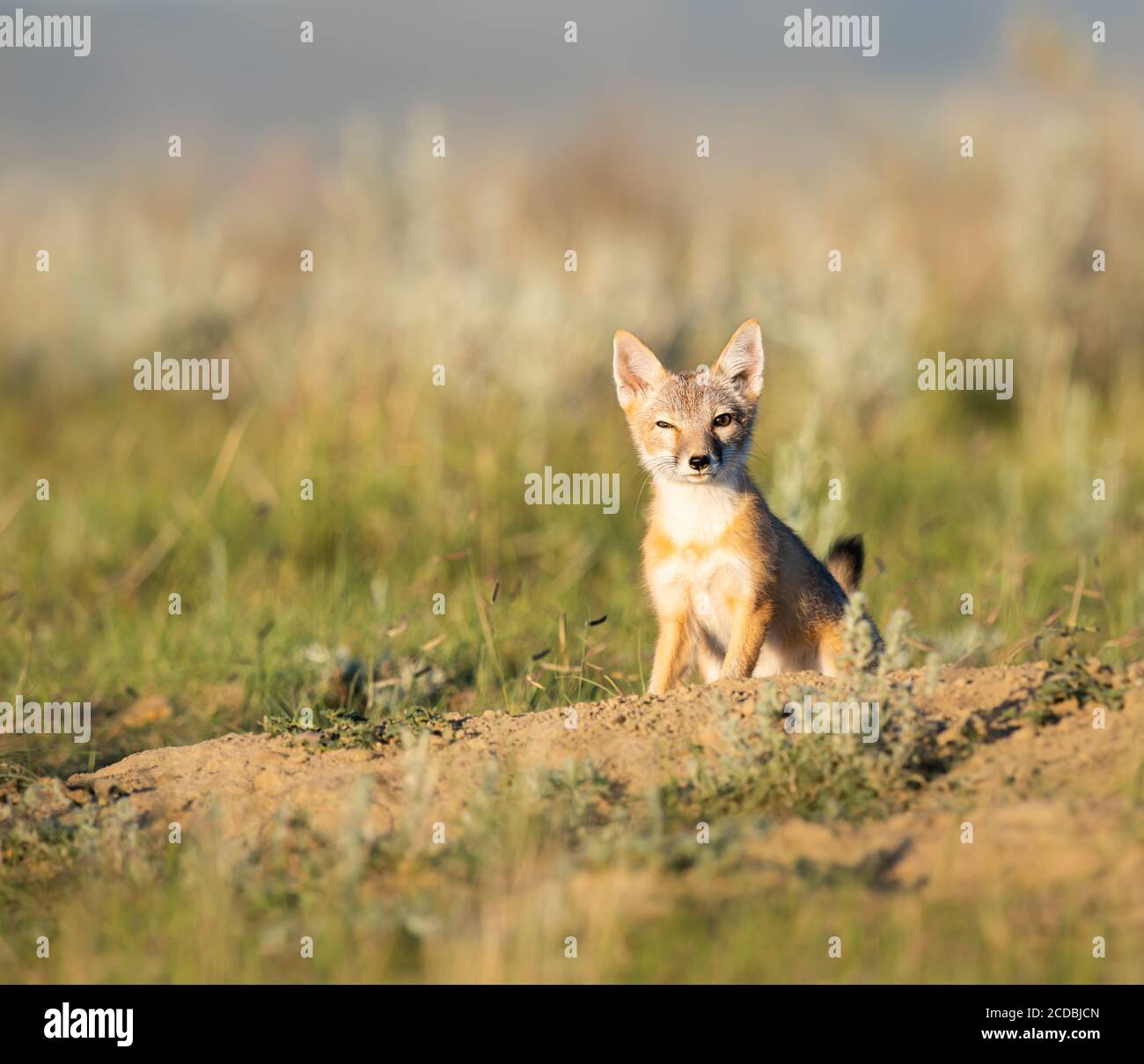 Swift fox kits in the Canadian wilderness Stock Photo - Alamy