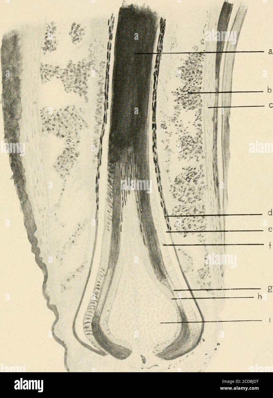 . Journal of comparative neurology . PLATE 2 EXPLANATION OF FIGI RE 2 ...