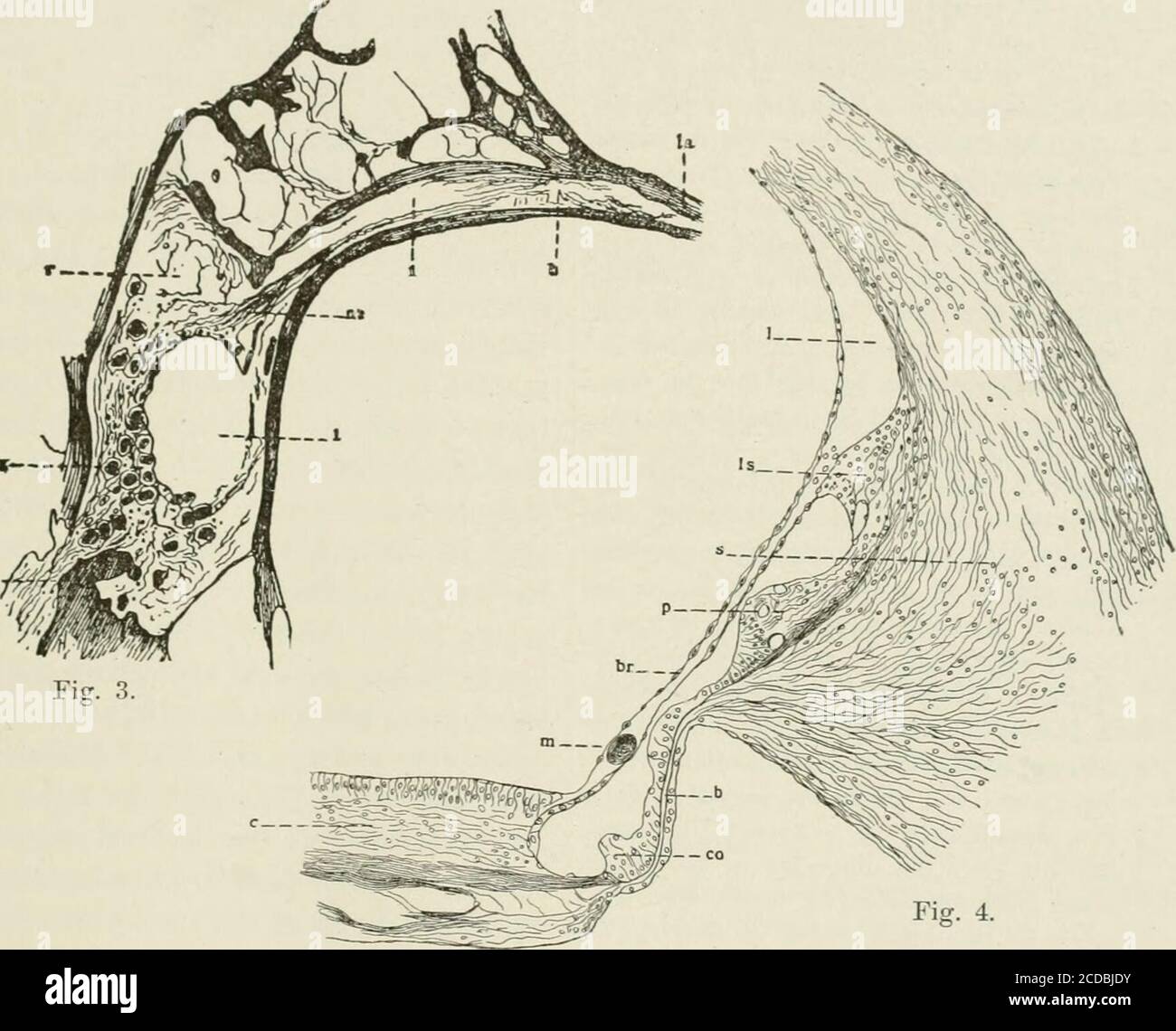 Brocas convolution hi-res stock photography and images - Alamy