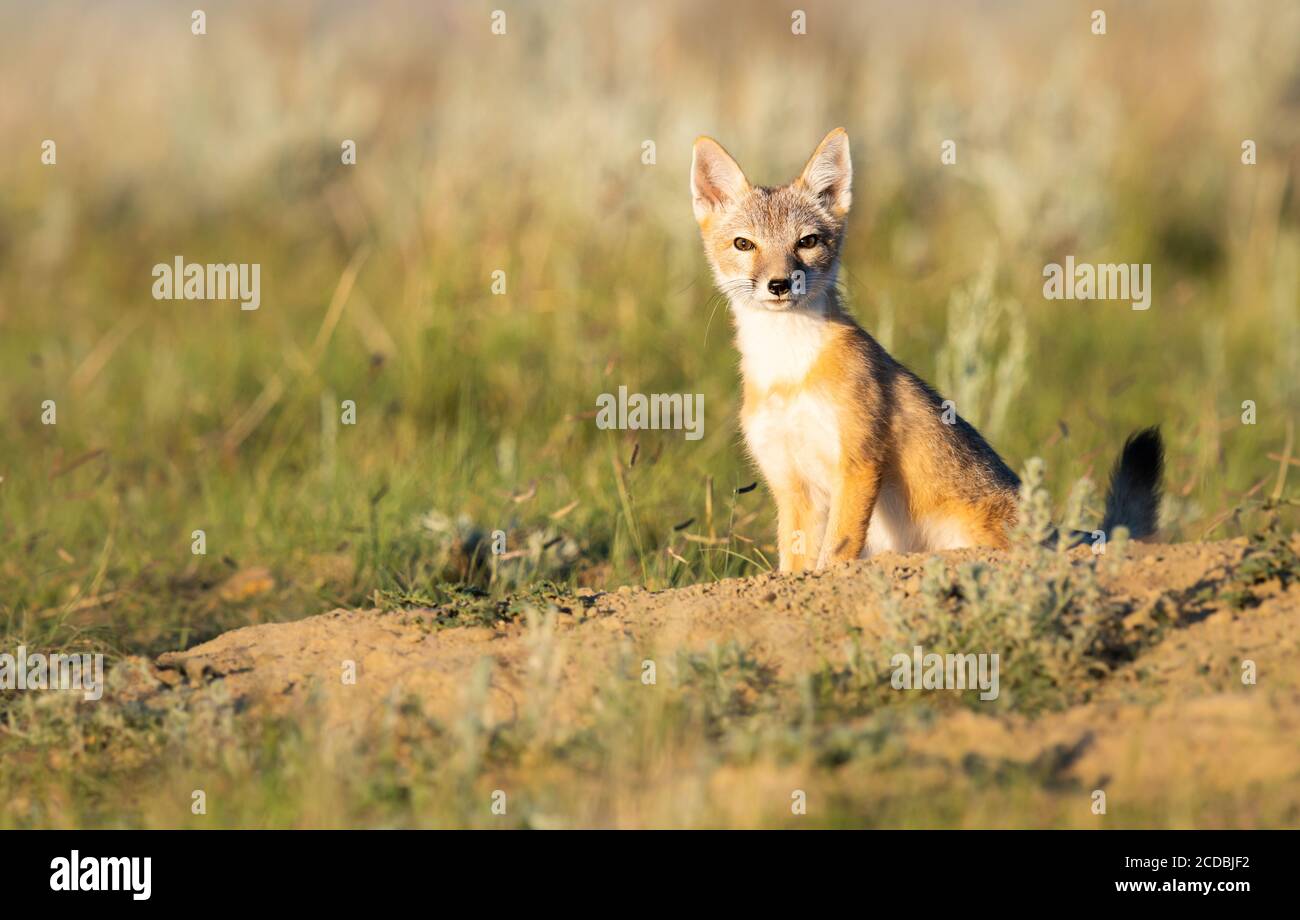 Swift fox kits in the Canadian wilderness Stock Photo - Alamy