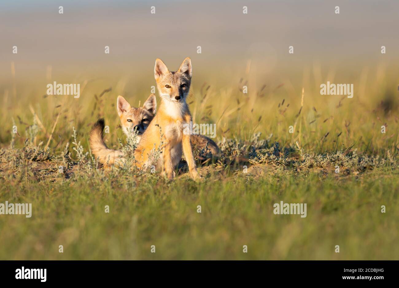 Swift fox kits in hi-res stock photography and images - Alamy