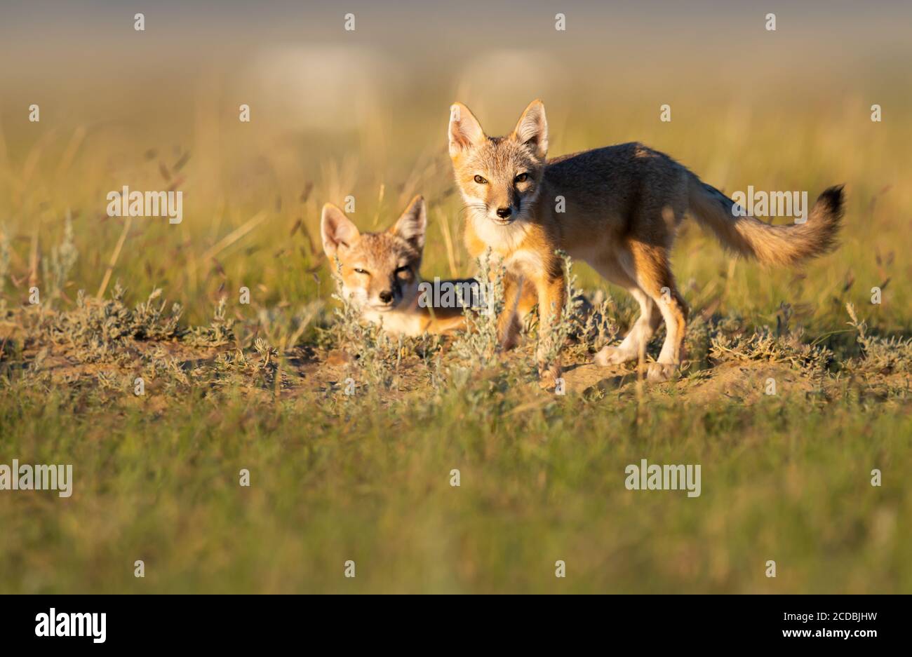 Swift fox kits in the Canadian wilderness Stock Photo - Alamy
