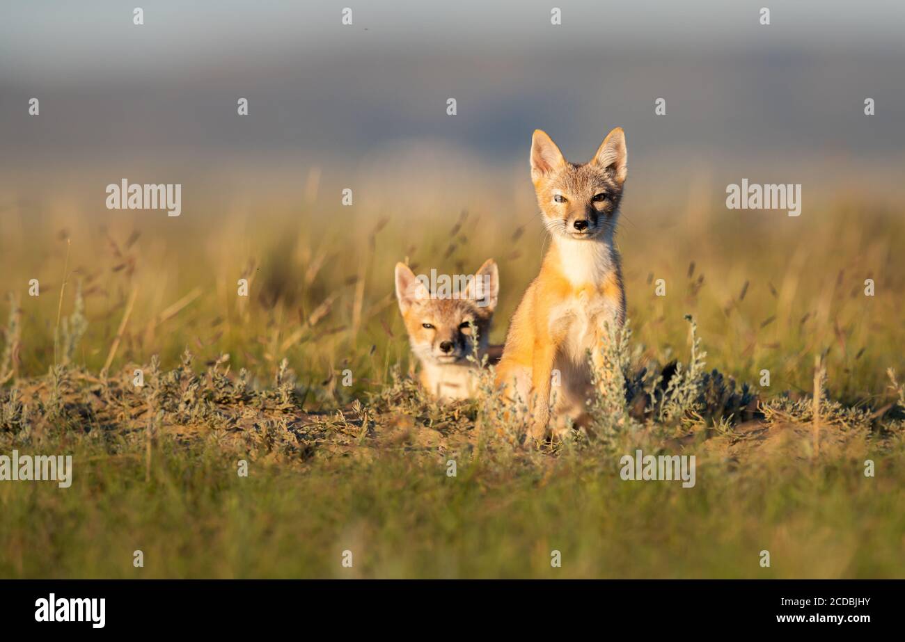 Swift fox endangered hi-res stock photography and images - Alamy