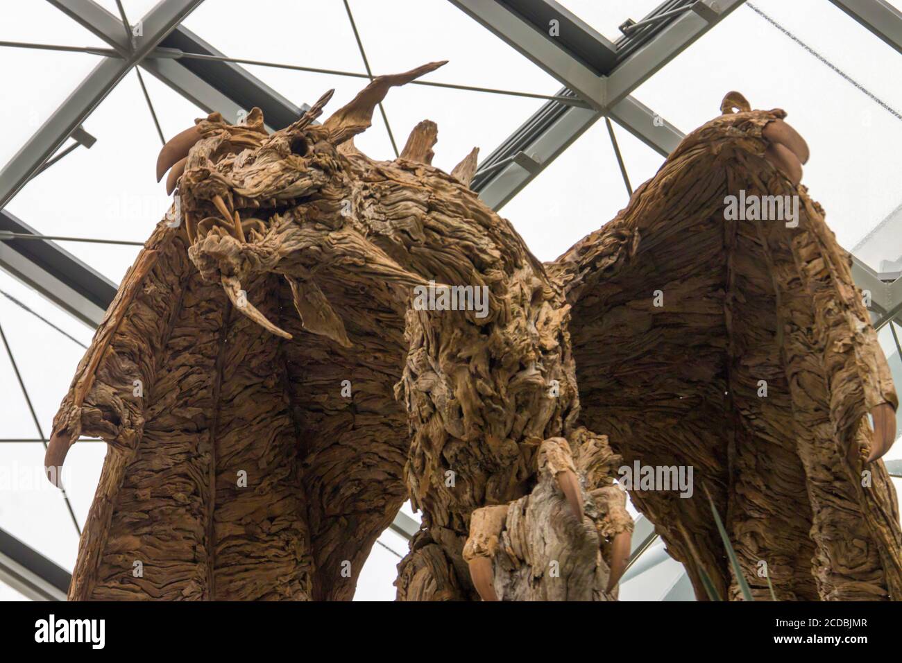 Singapore Aug 23rd 2020: the dragon root carving in the flower dome of ...