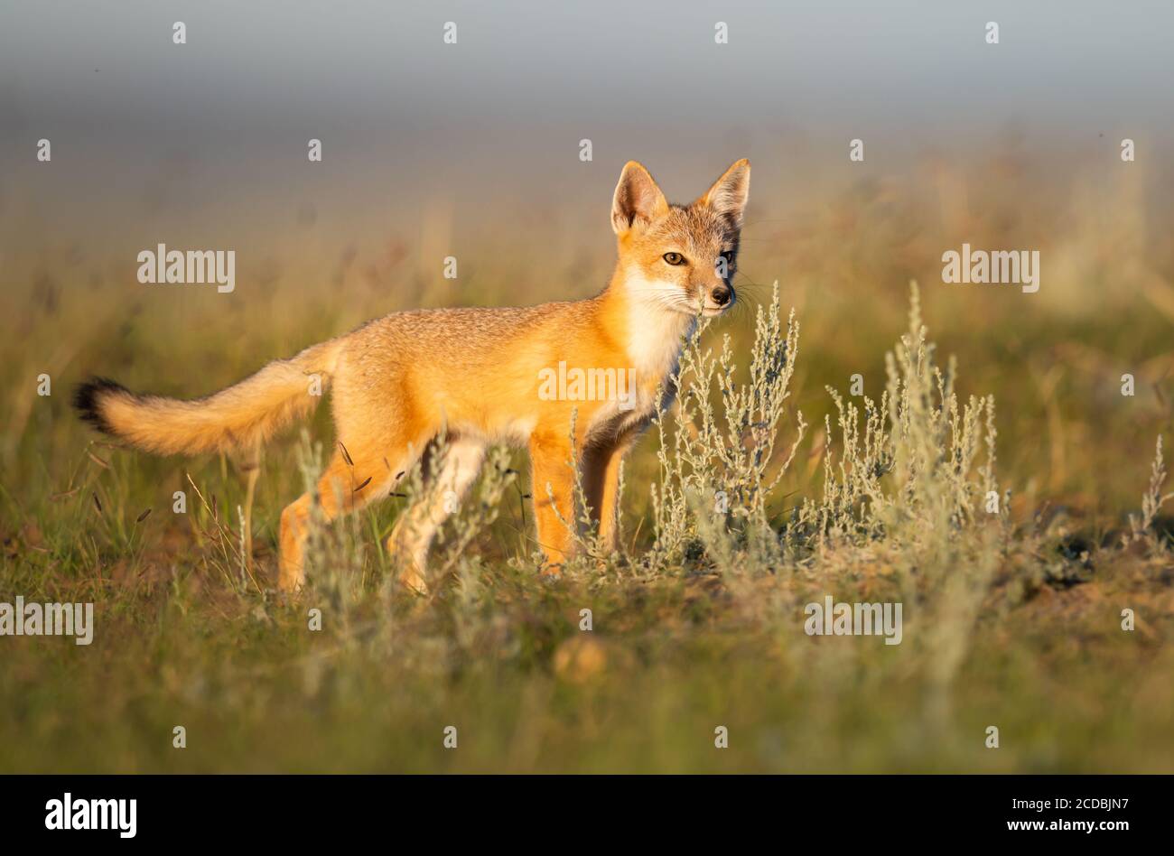 Swift fox hi-res stock photography and images - Alamy