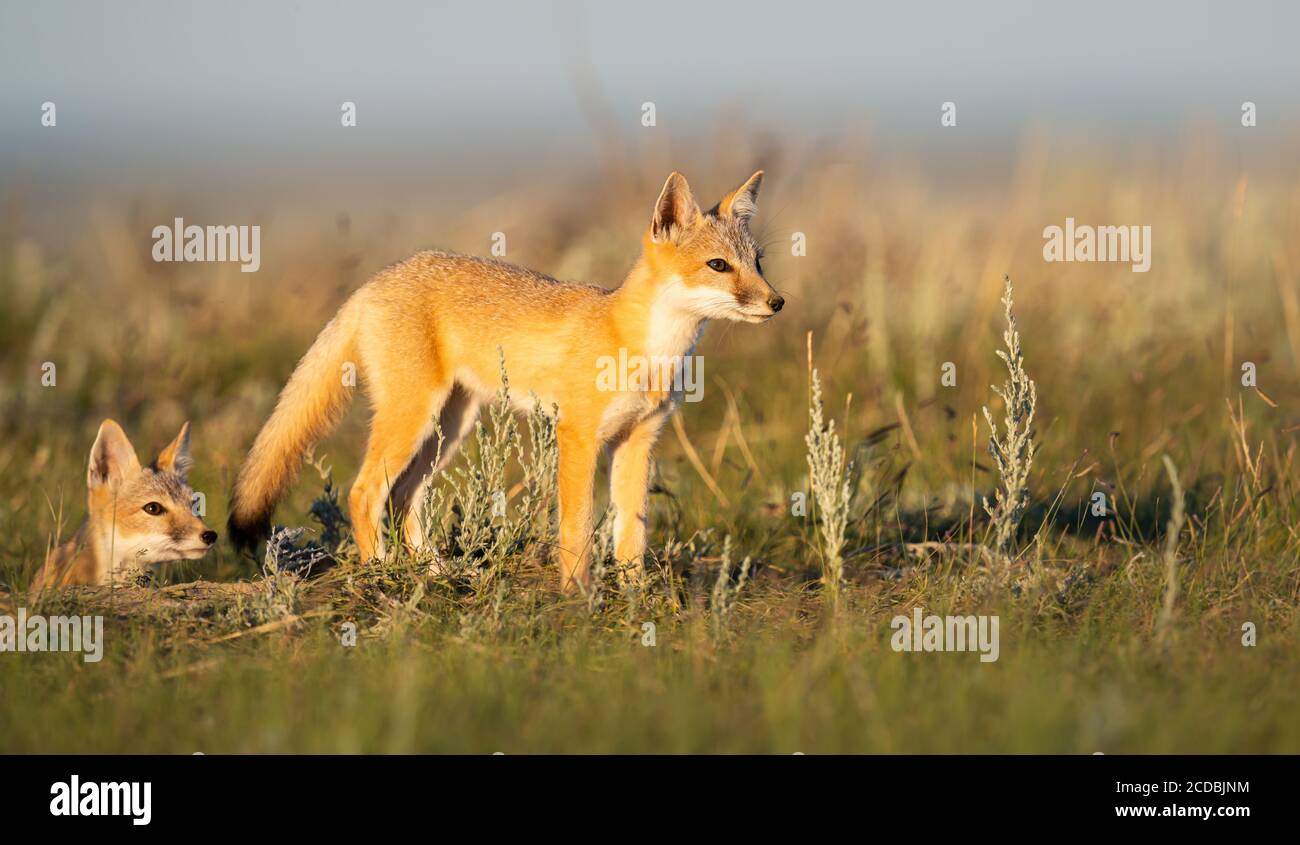 Swift fox kits in the Canadian wilderness Stock Photo - Alamy