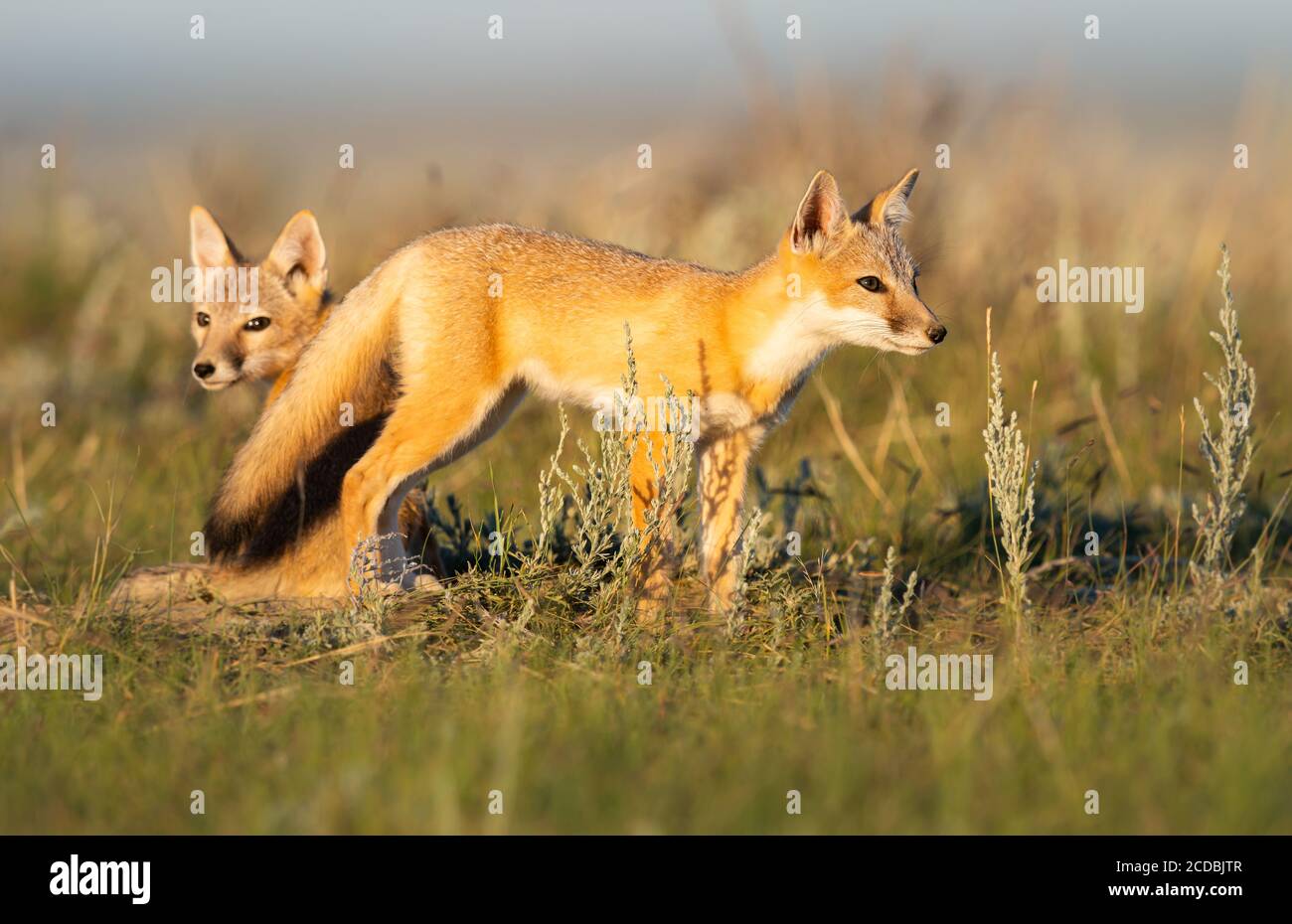 Swift fox canada hi-res stock photography and images - Alamy