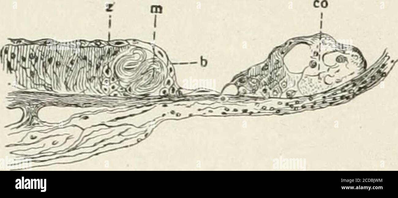 Tonsil membrane hi-res stock photography and images - Alamy