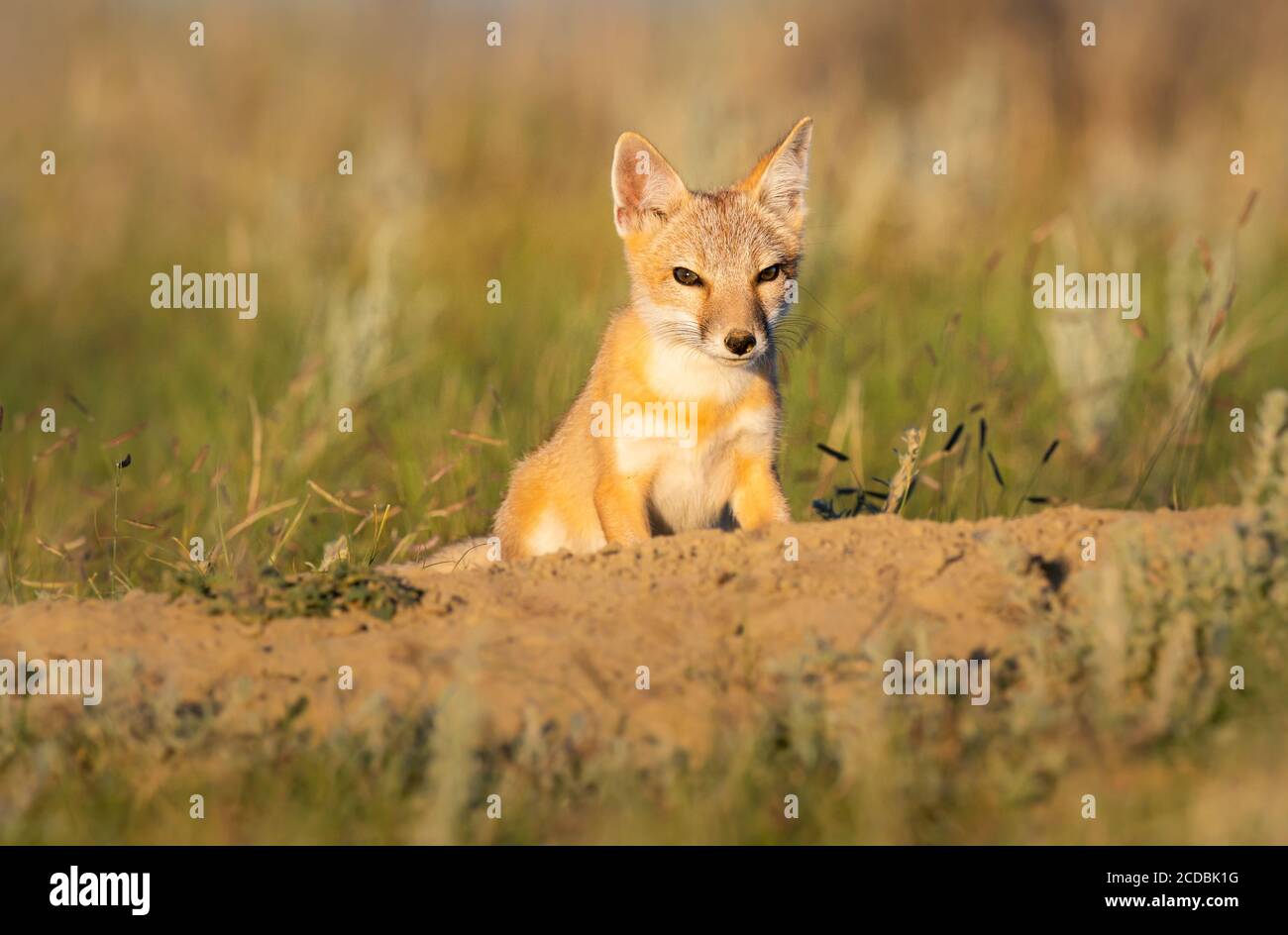 Swift fox kits in the Canadian wilderness Stock Photo - Alamy