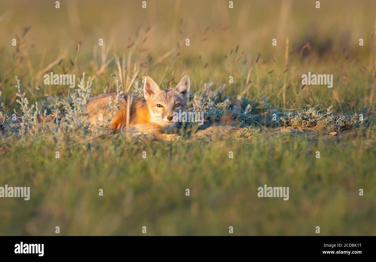 Swift fox kits in the Canadian wilderness Stock Photo - Alamy