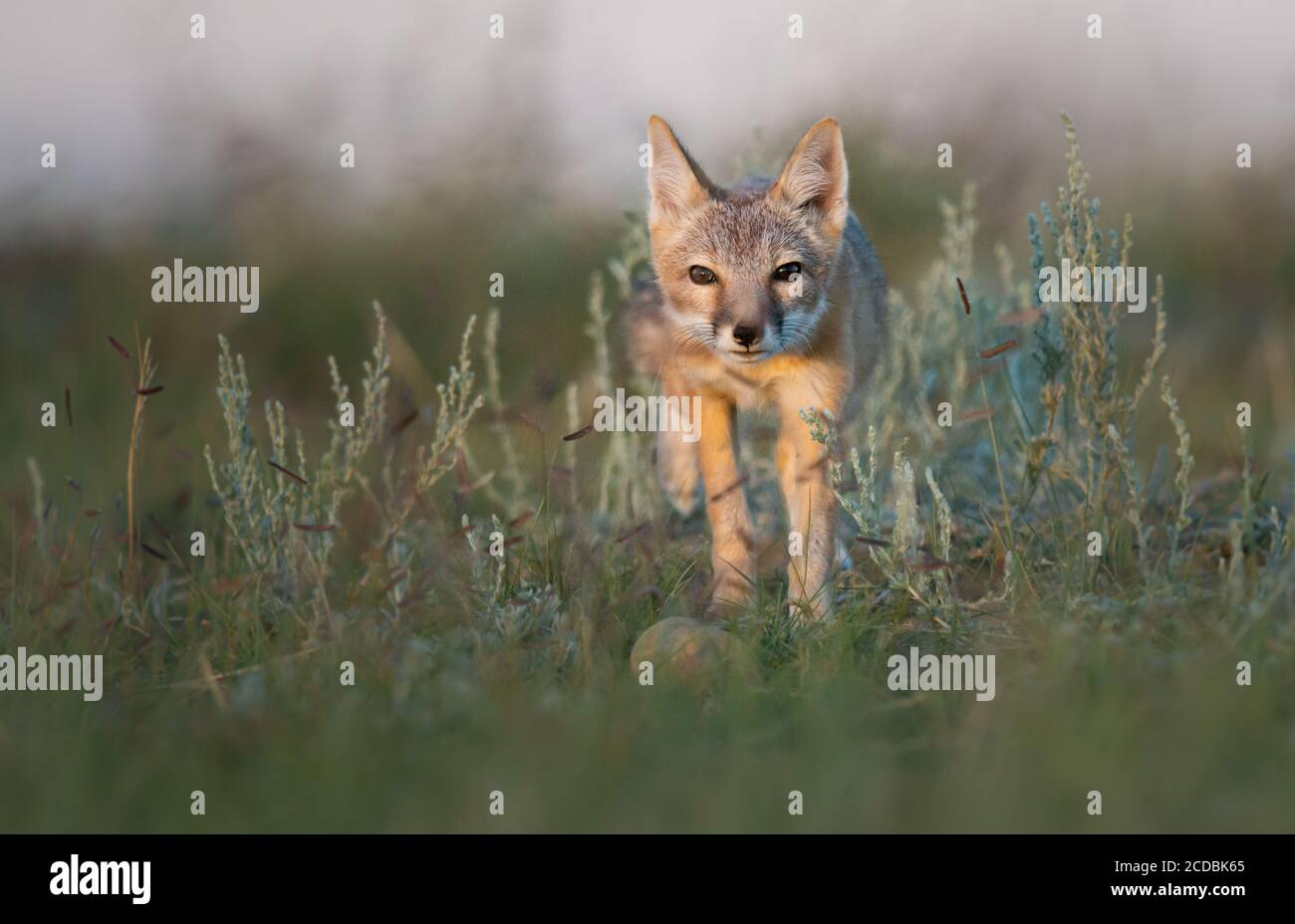 Swift fox kits in the Canadian wilderness Stock Photo - Alamy
