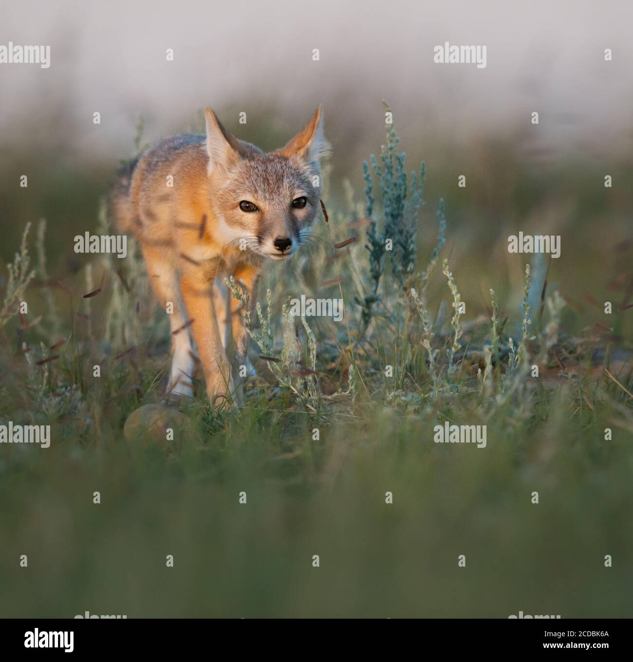 Swift fox kits in the Canadian wilderness Stock Photo - Alamy
