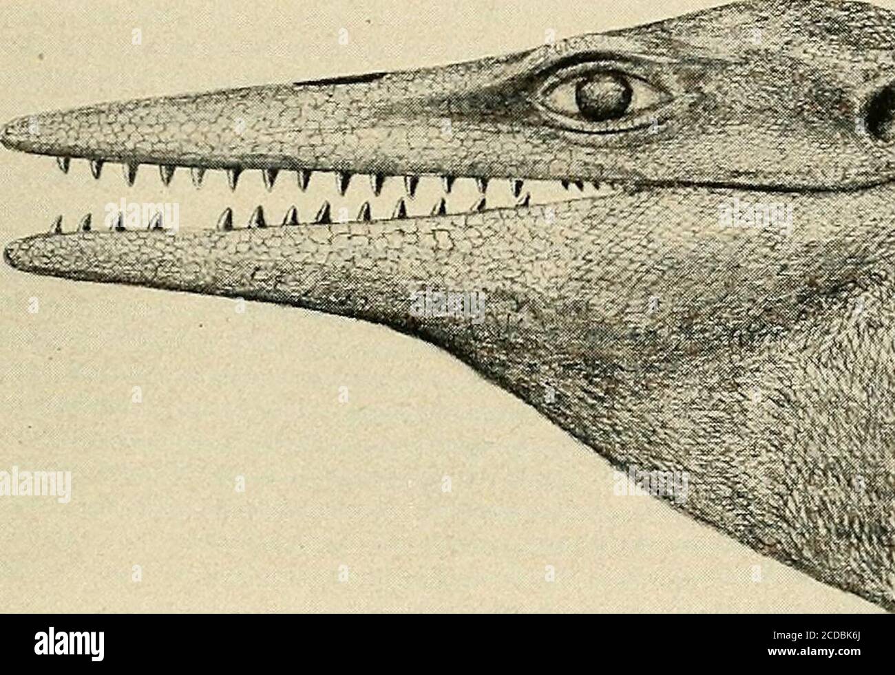 Mosasaurs hi-res stock photography and images - Alamy