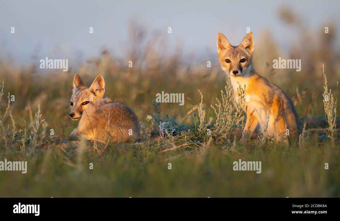 Swift fox kits in the Canadian wilderness Stock Photo - Alamy