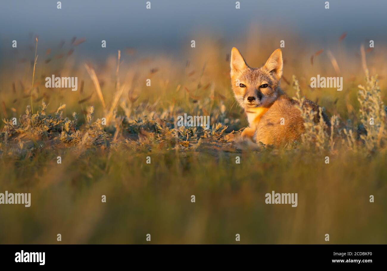 Swift fox kits in the Canadian wilderness Stock Photo - Alamy