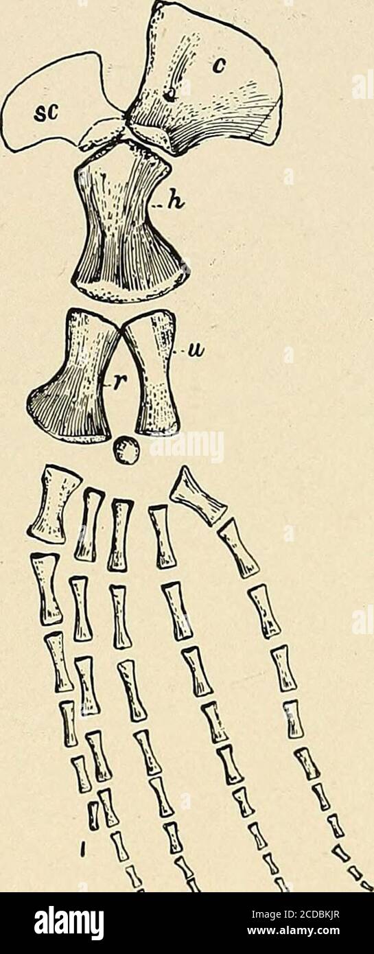 Scapula water hi-res stock photography and images - Alamy