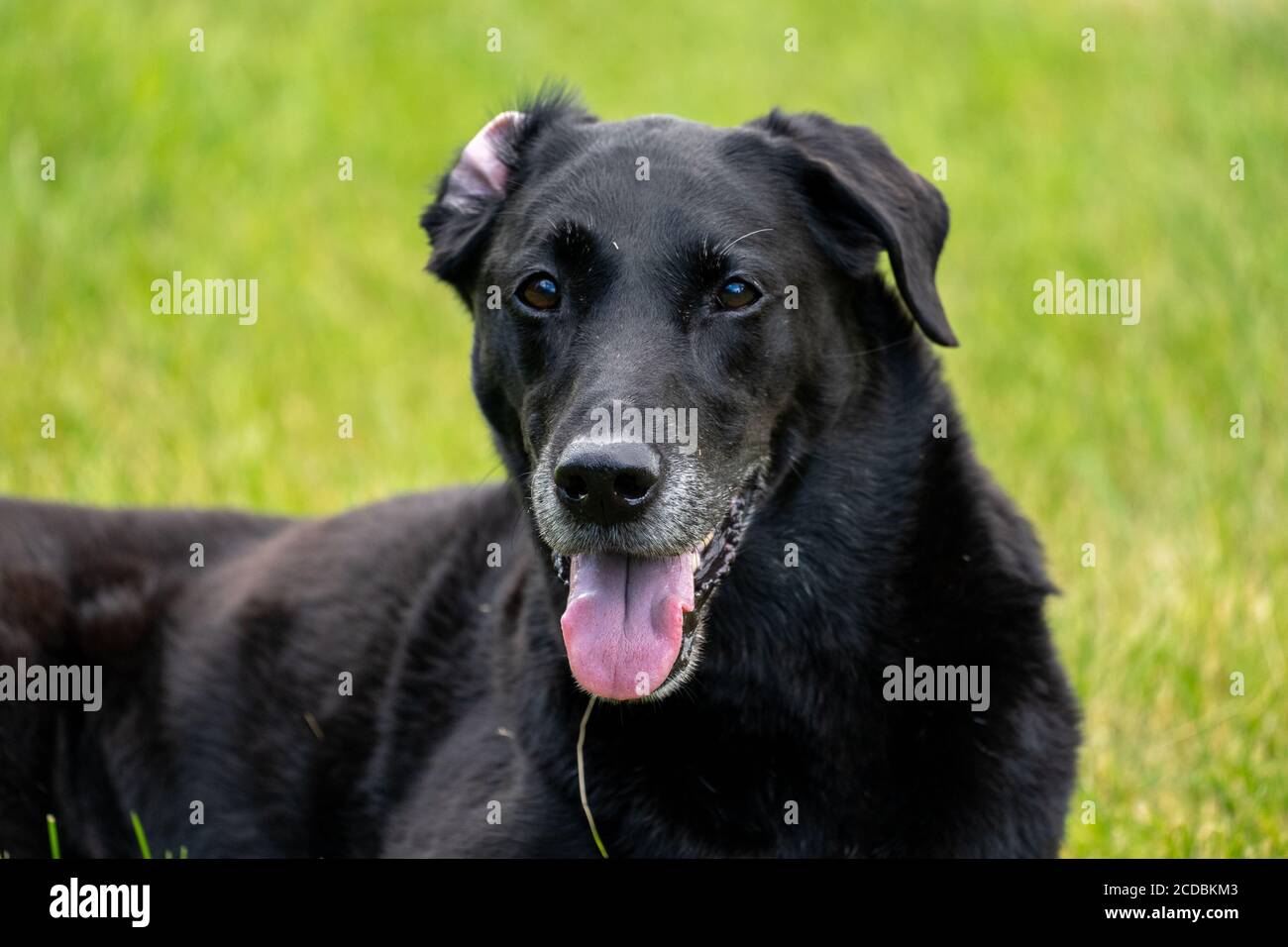 Flipped ears hi-res stock photography and images - Alamy