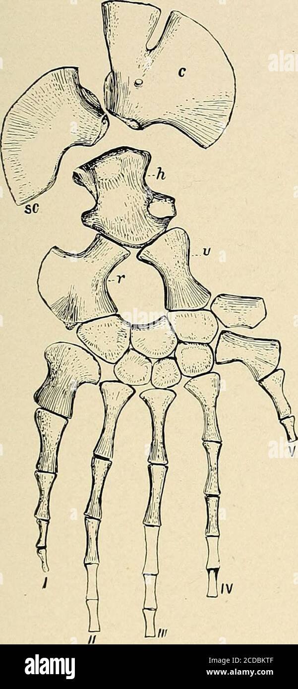 Mosasaurs skeleton hi-res stock photography and images - Alamy