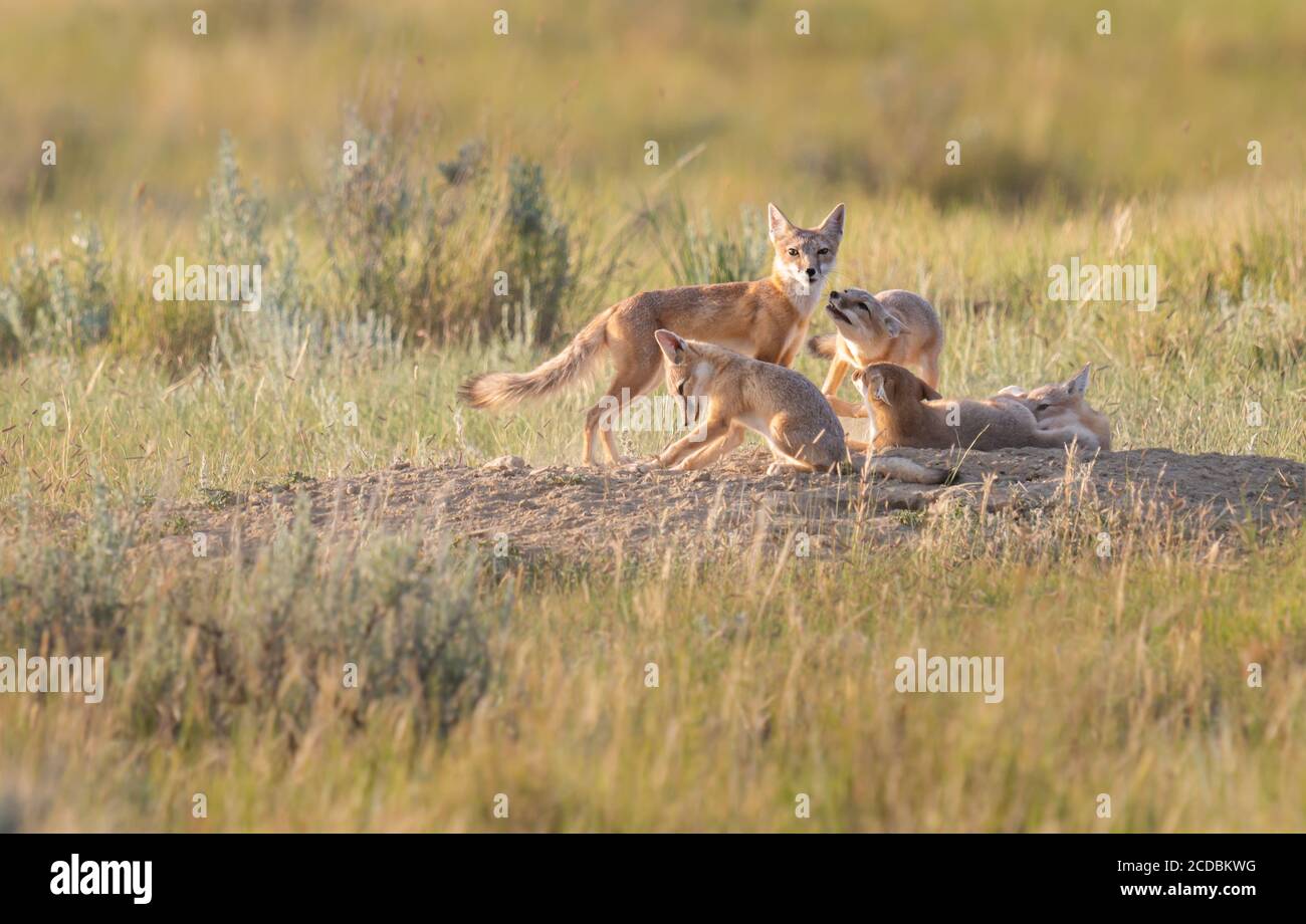 Swift fox kits in the Canadian wilderness Stock Photo - Alamy