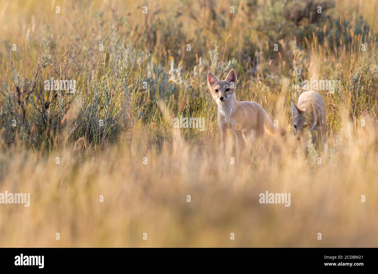 Swift fox kits in the Canadian wilderness Stock Photo - Alamy