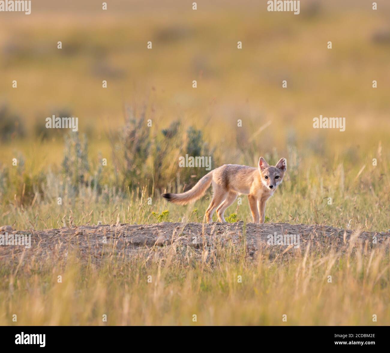 Swift fox kits in the Canadian wilderness Stock Photo - Alamy