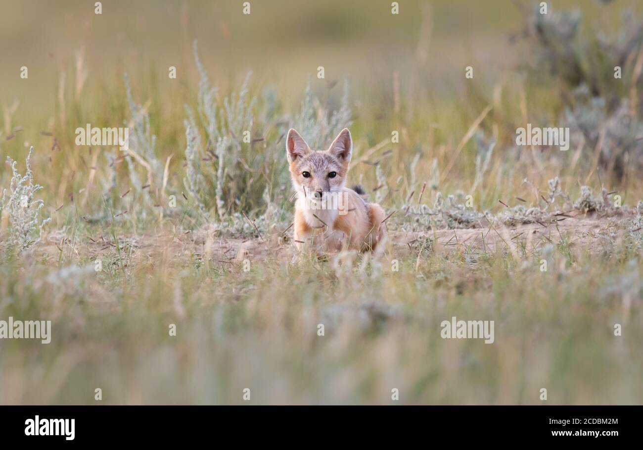 Swift fox kits in the Canadian wilderness Stock Photo - Alamy